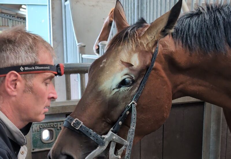 Thumb Replacement Surgery Restores Equine Vet's Ability to Work and ...
